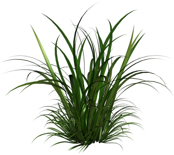 Switchgrass - Seedenergies